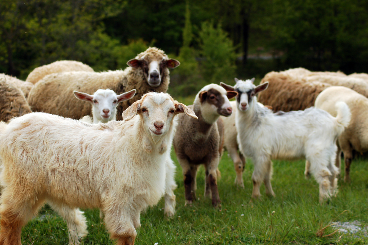 Poultry, Sheep, and Goats: Protecting Your Small Livestock from ...